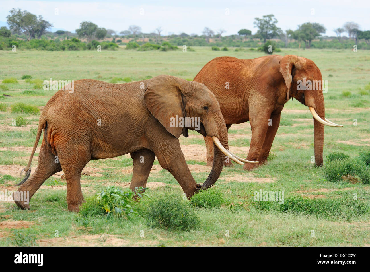 Elephants in Tsavo East National Park, Kenya, East Africa Stock Photo ...