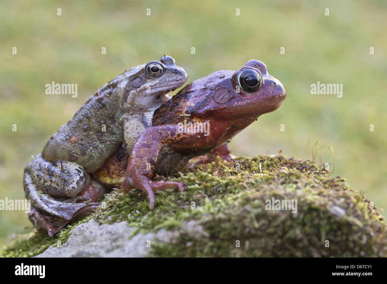 Two frogs mating on rock hi-res stock photography and images - Alamy