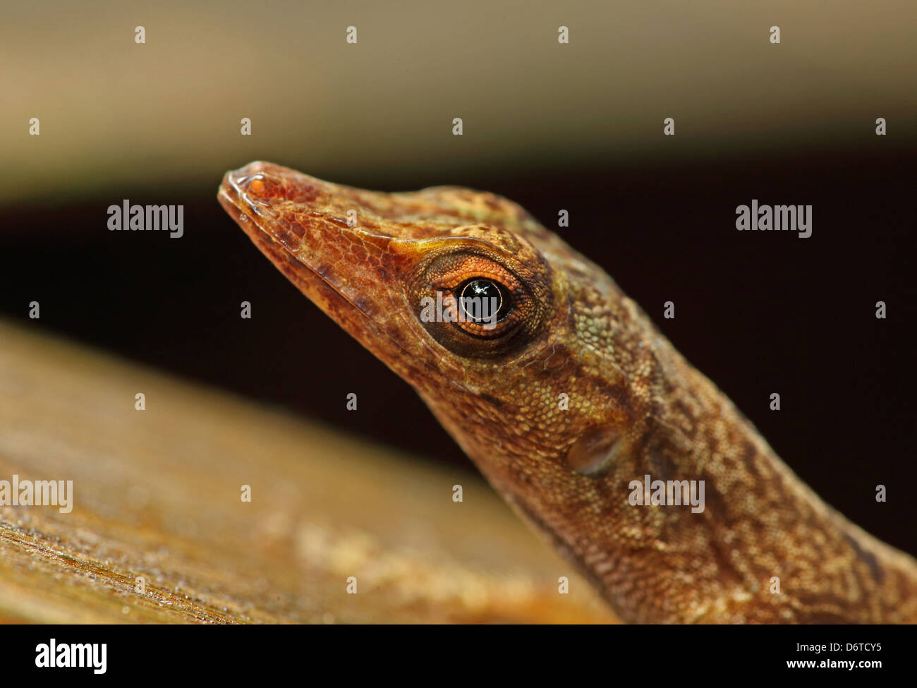 Saint Lucia Anole Anolis luciae brown form adult close-up head Fond ...