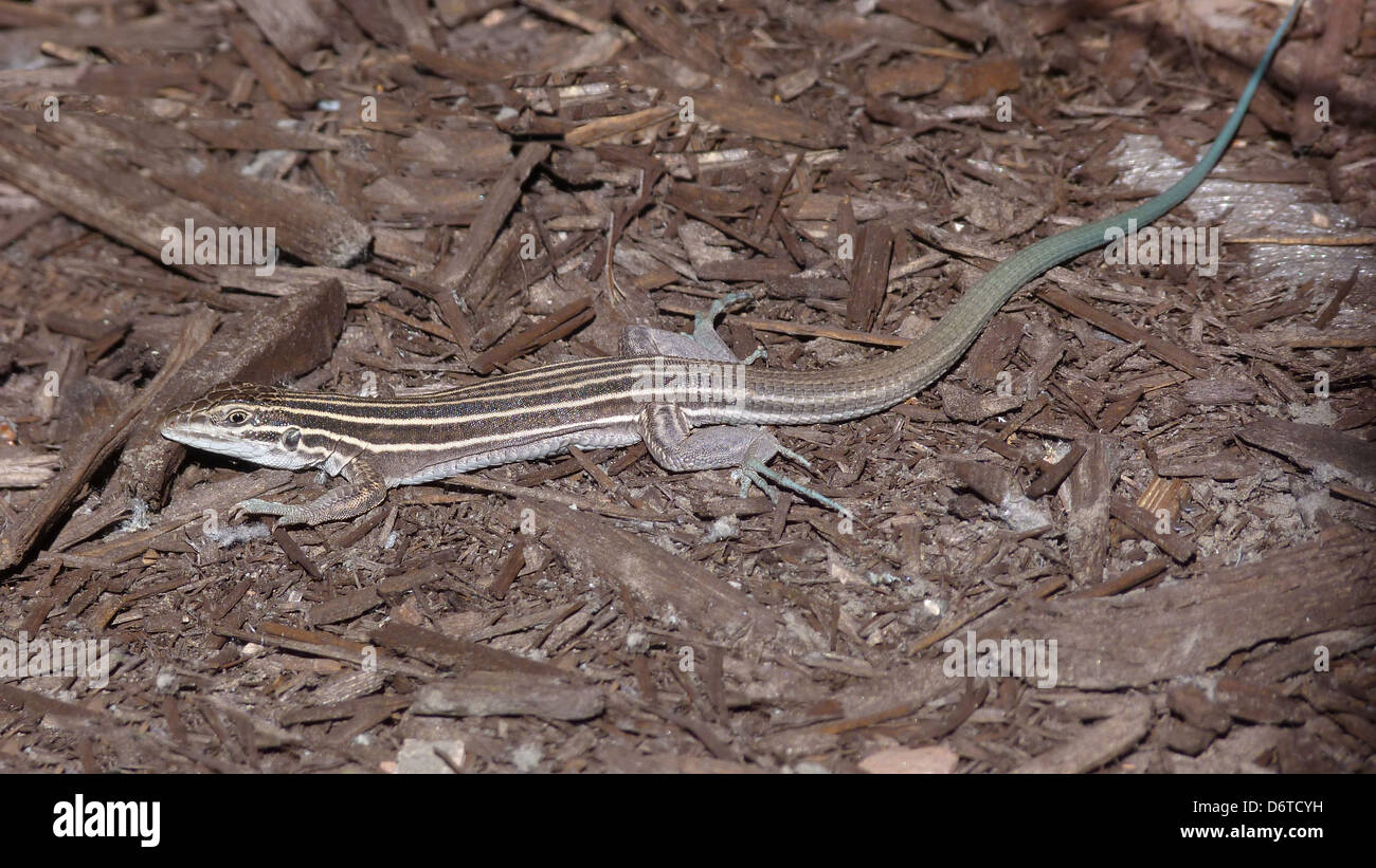 Desert Grassland Whiptail Lizard (Aspidoscelis uniparens) adult female ...