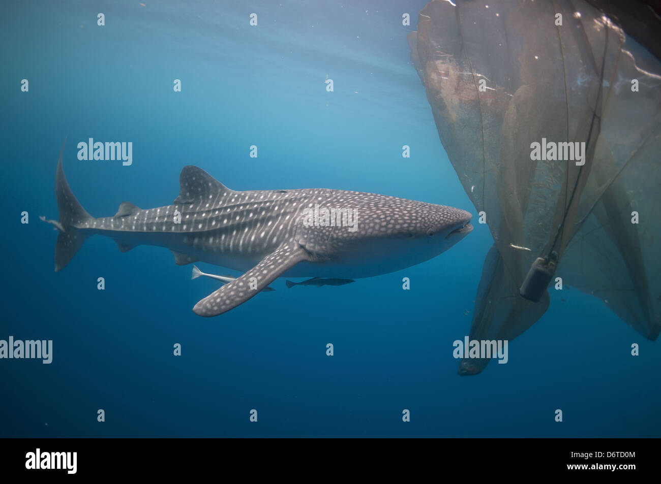 Whale Shark Rhincodon typus adult remoras feeding below nets fishing ...