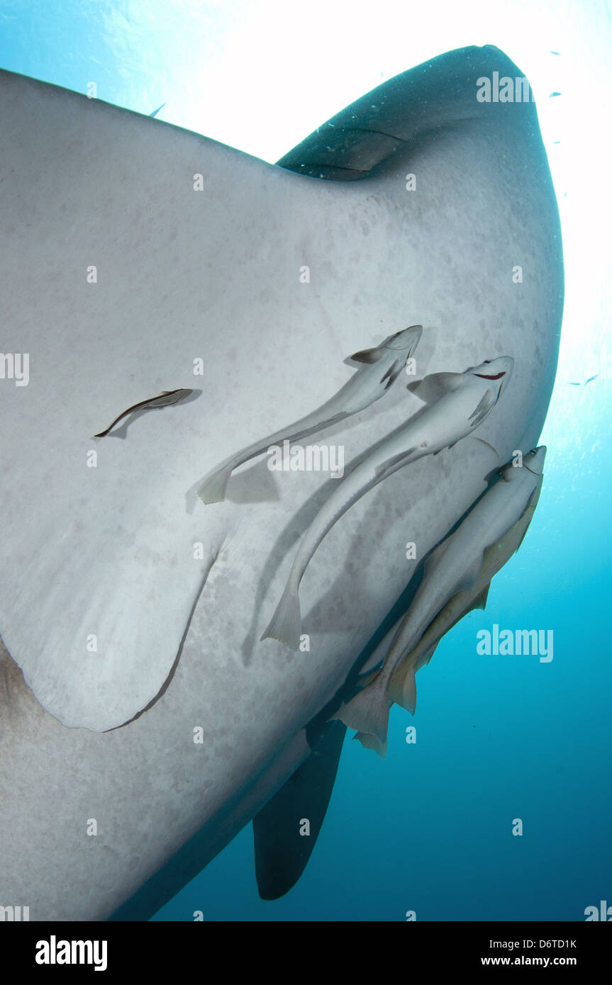 Whale Shark Rhincodon typus adult close-up underside remoras swimming ...