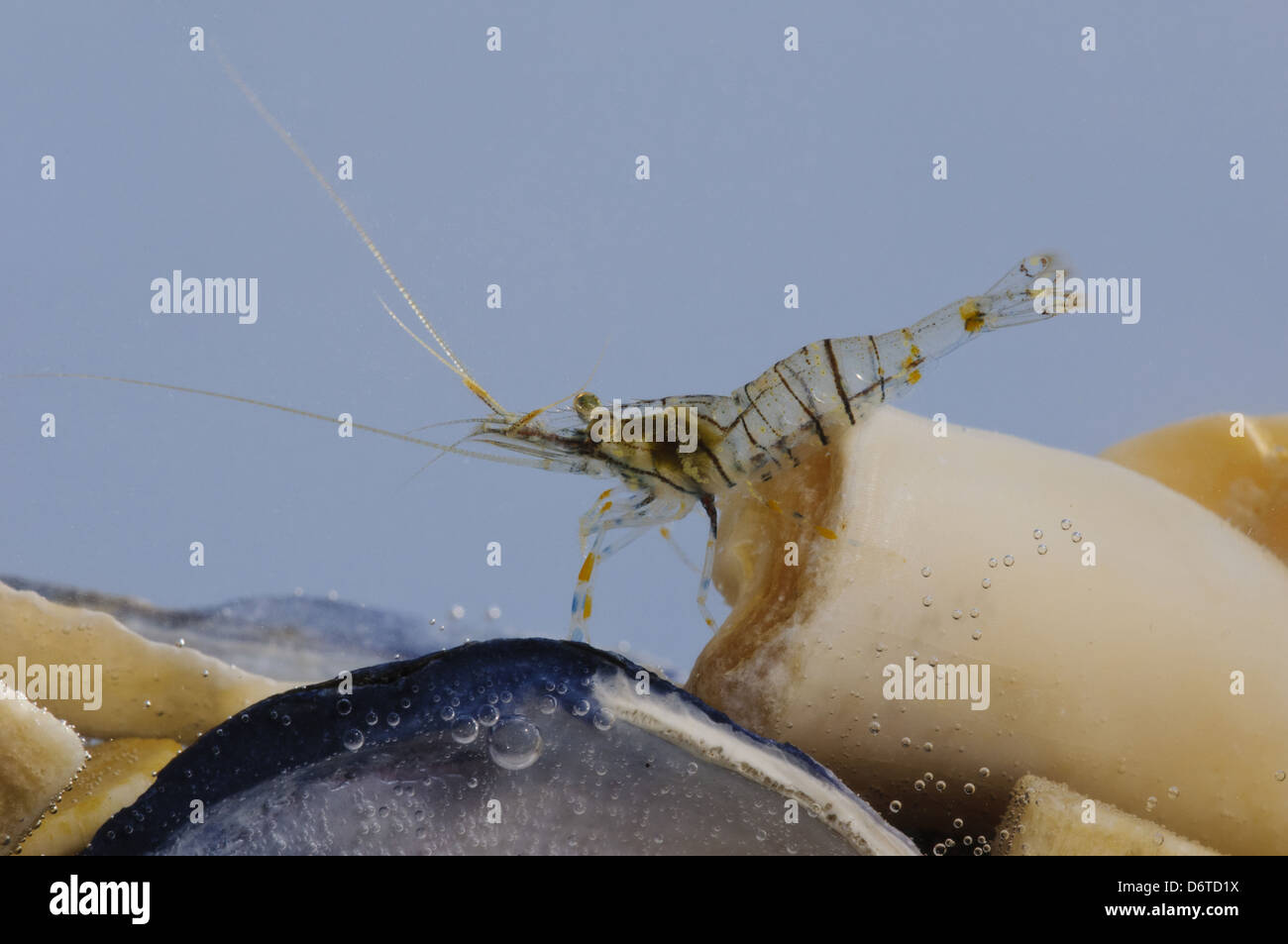 Common prawn palaemon serratus adult hi-res stock photography and ...
