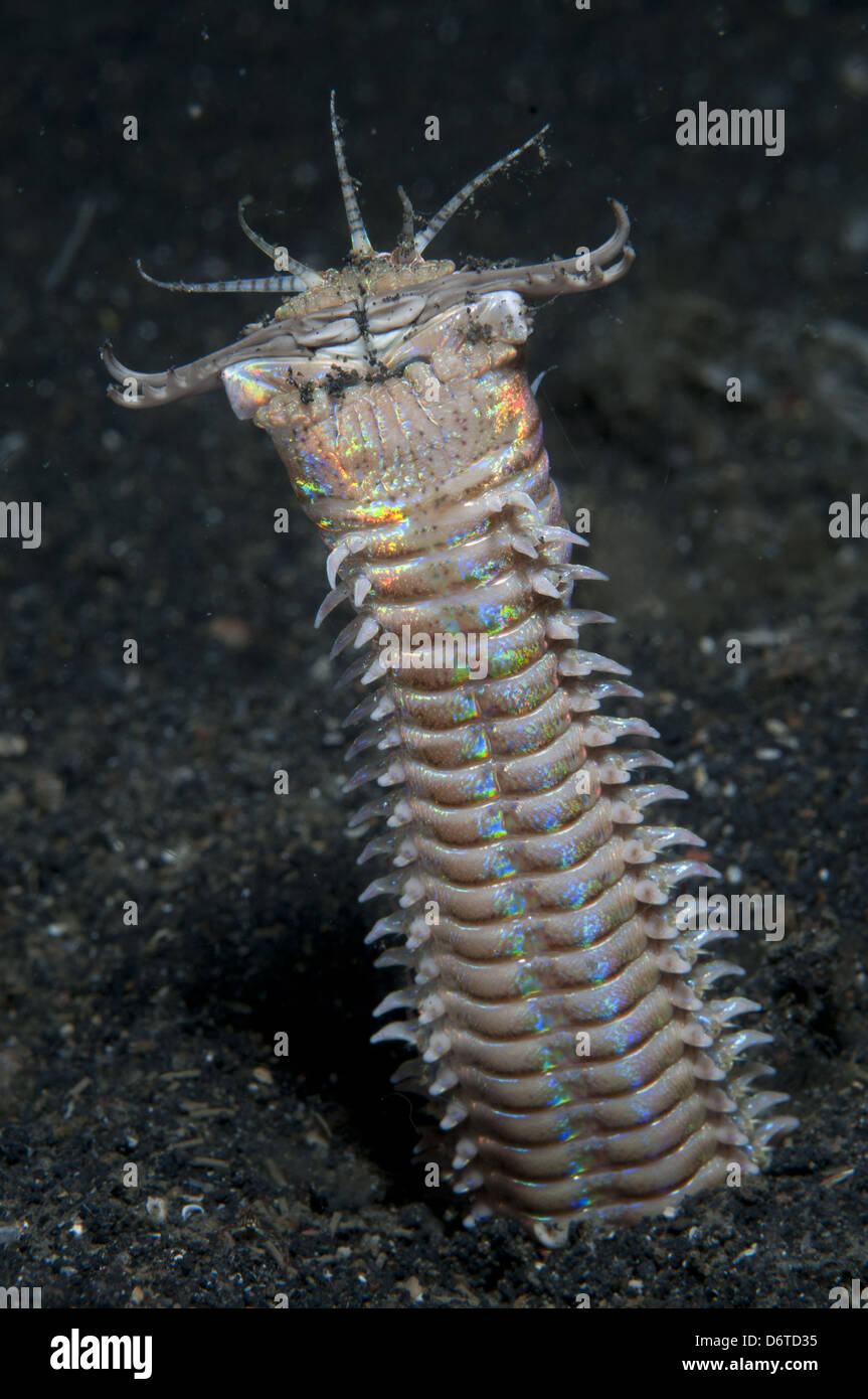 Bobbit Worm (Eunice aphroditois) adult, with jaws open, emerging from ...