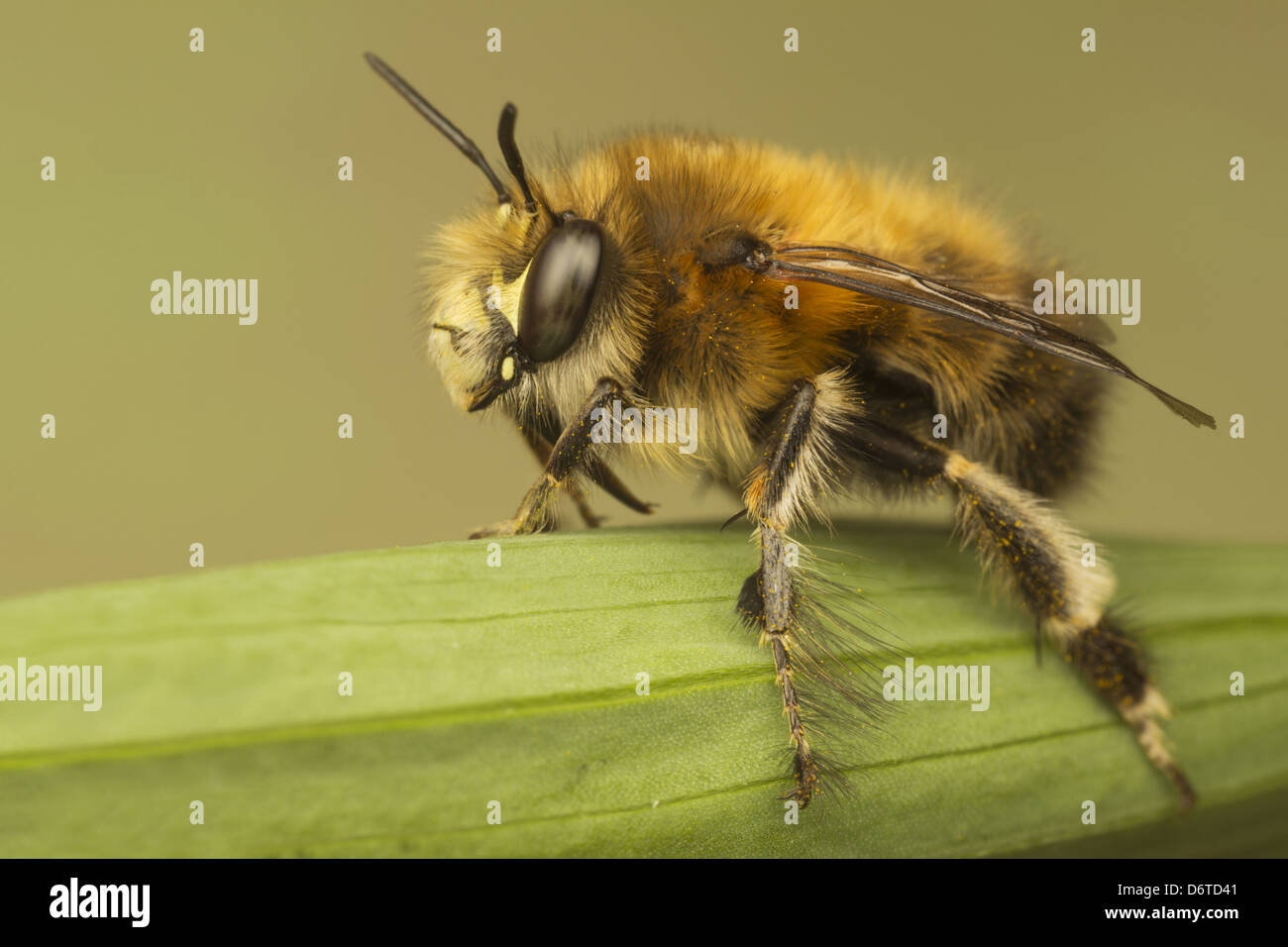 Hairy-footed Flower Bee (Anthophora plumipes) adult, resting on leaf ...