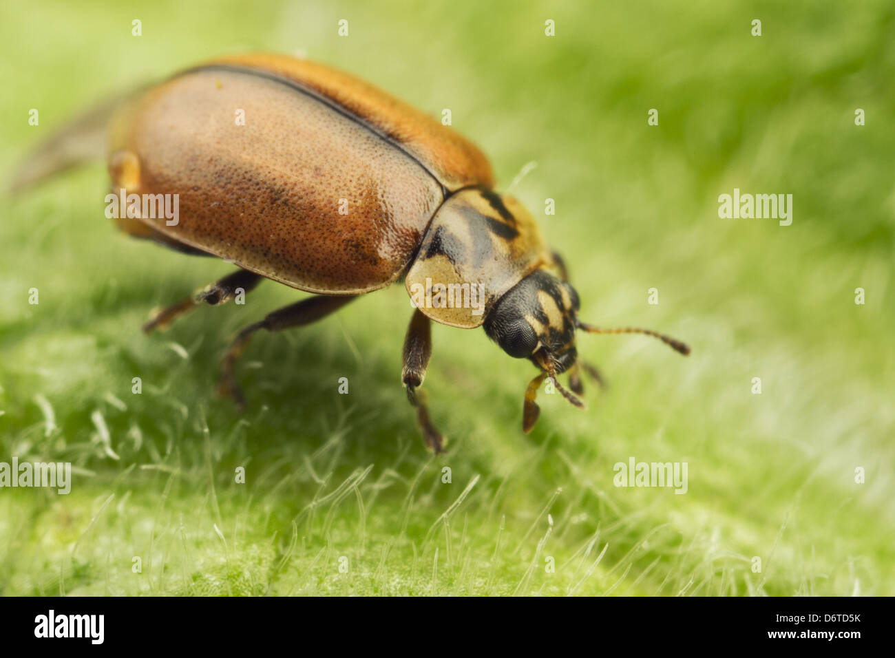 Larch Ladybird (Aphidecta obliterata) adult, resting on conifer ...