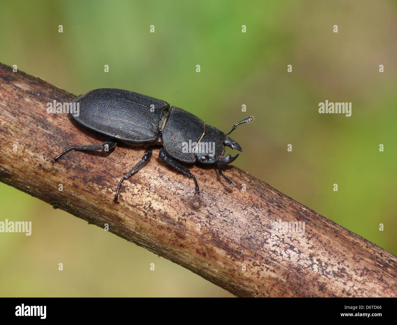 Lesser Stag Beetle Dorcus parallelipipedus adult resting on branch ...