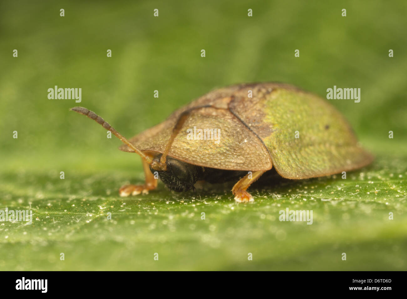 Green Tortoise Beetle (Cassida viridis) adult, peeping out from under ...