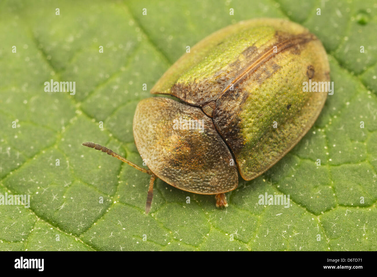 Green tortoise beetles hi-res stock photography and images - Alamy