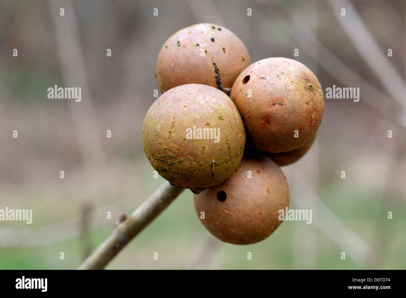 Oak apples, galls on an oak tree Stock Photo - Alamy