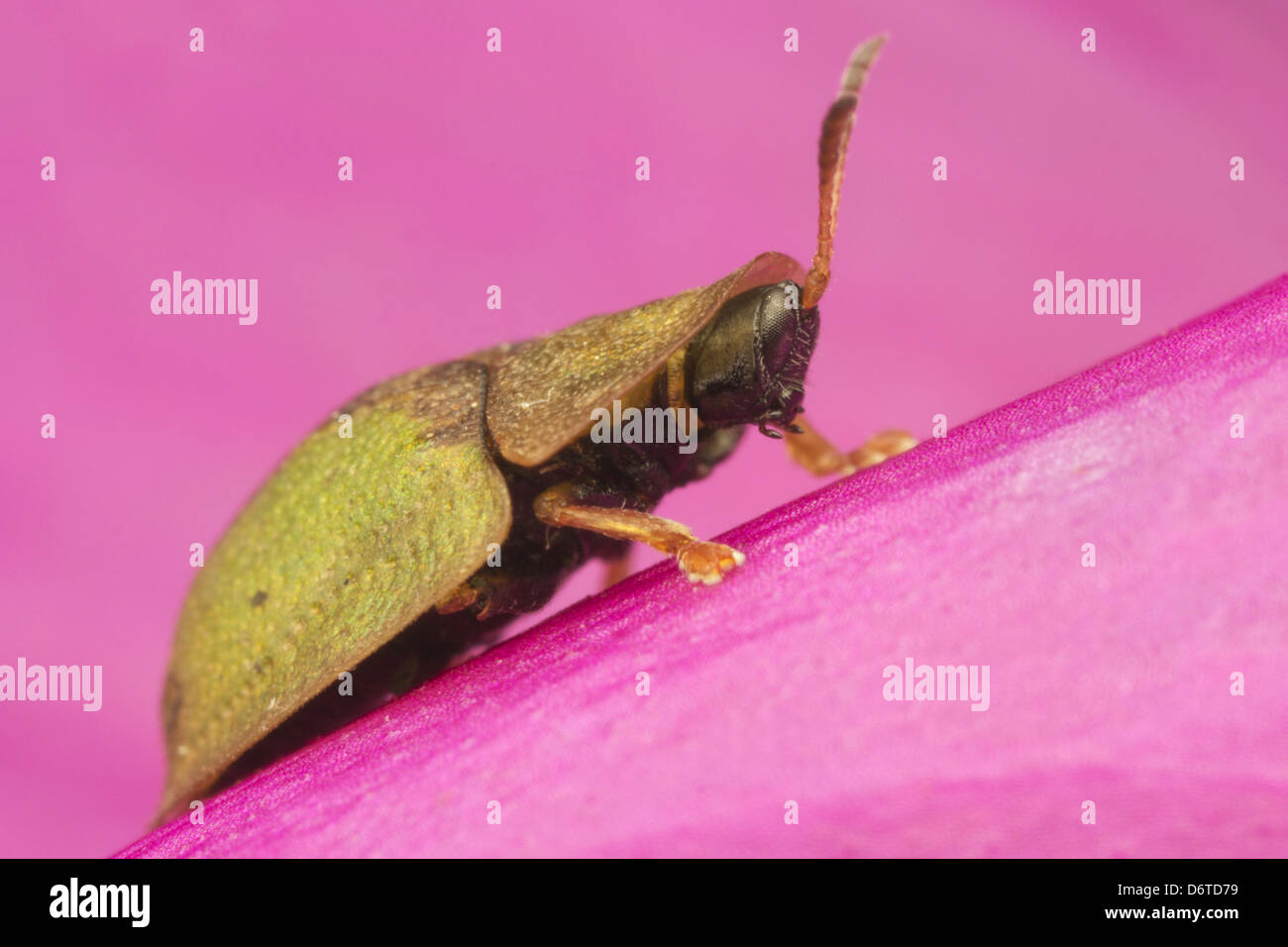 Green Tortoise Beetle (Cassida viridis) adult, resting on pink flower ...