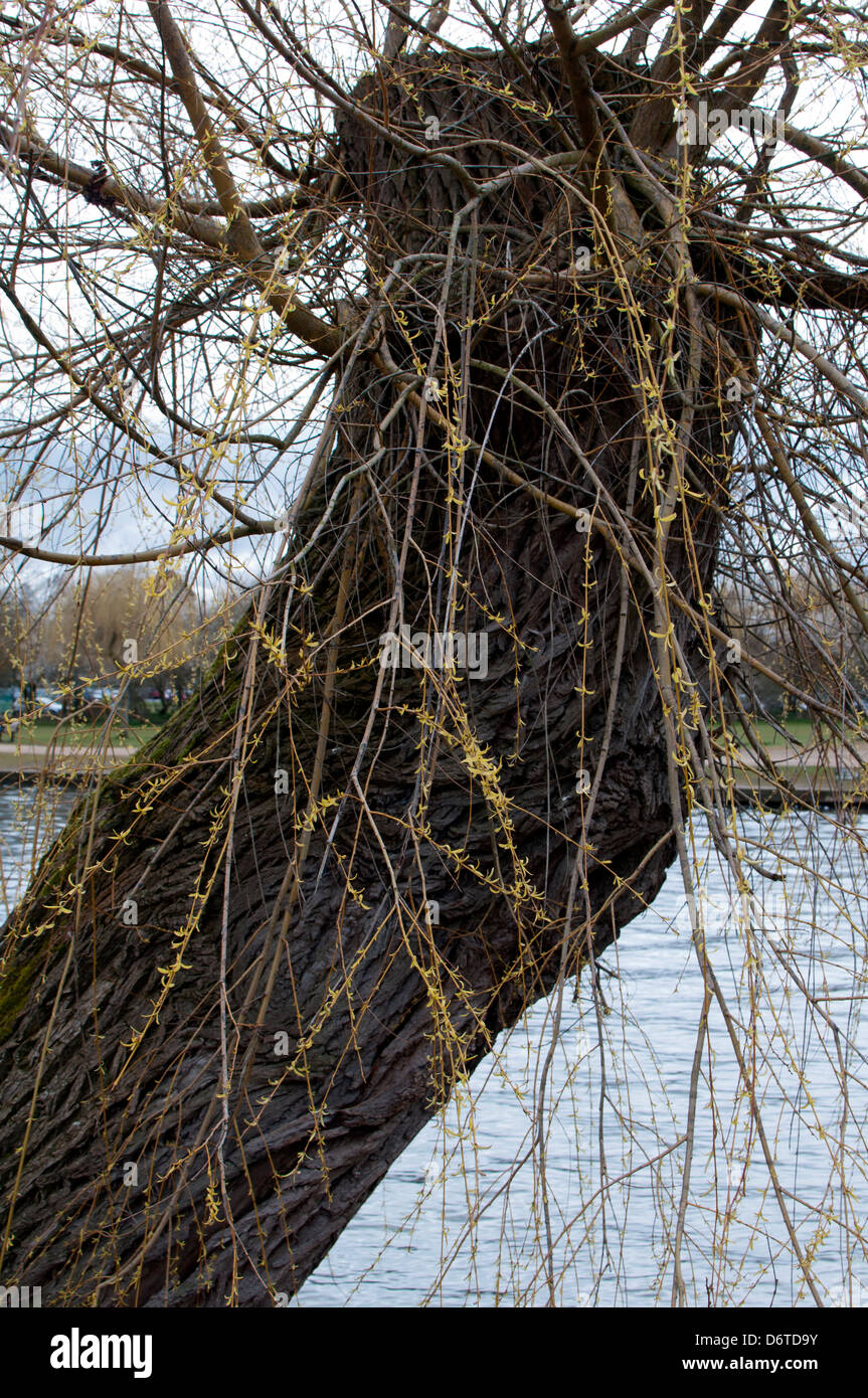 Waterside willow trees hi-res stock photography and images - Alamy