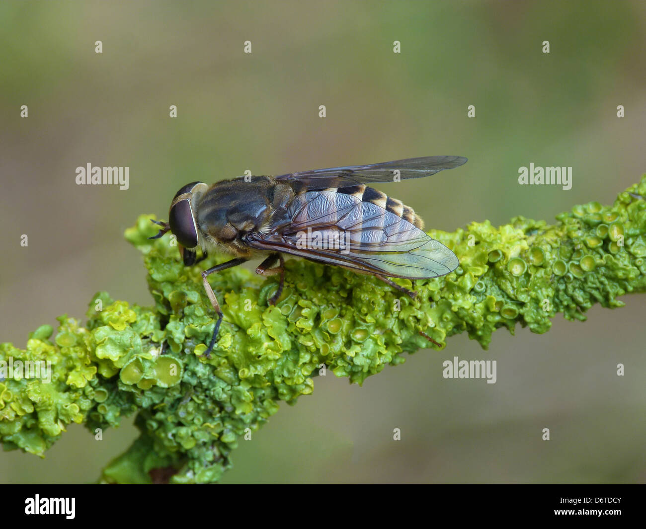 Dark Giant Horsefly Tabanus sudeticus adult resting on lichen covered ...