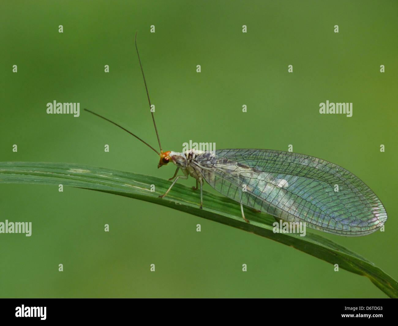 Female lacewing hi-res stock photography and images - Alamy