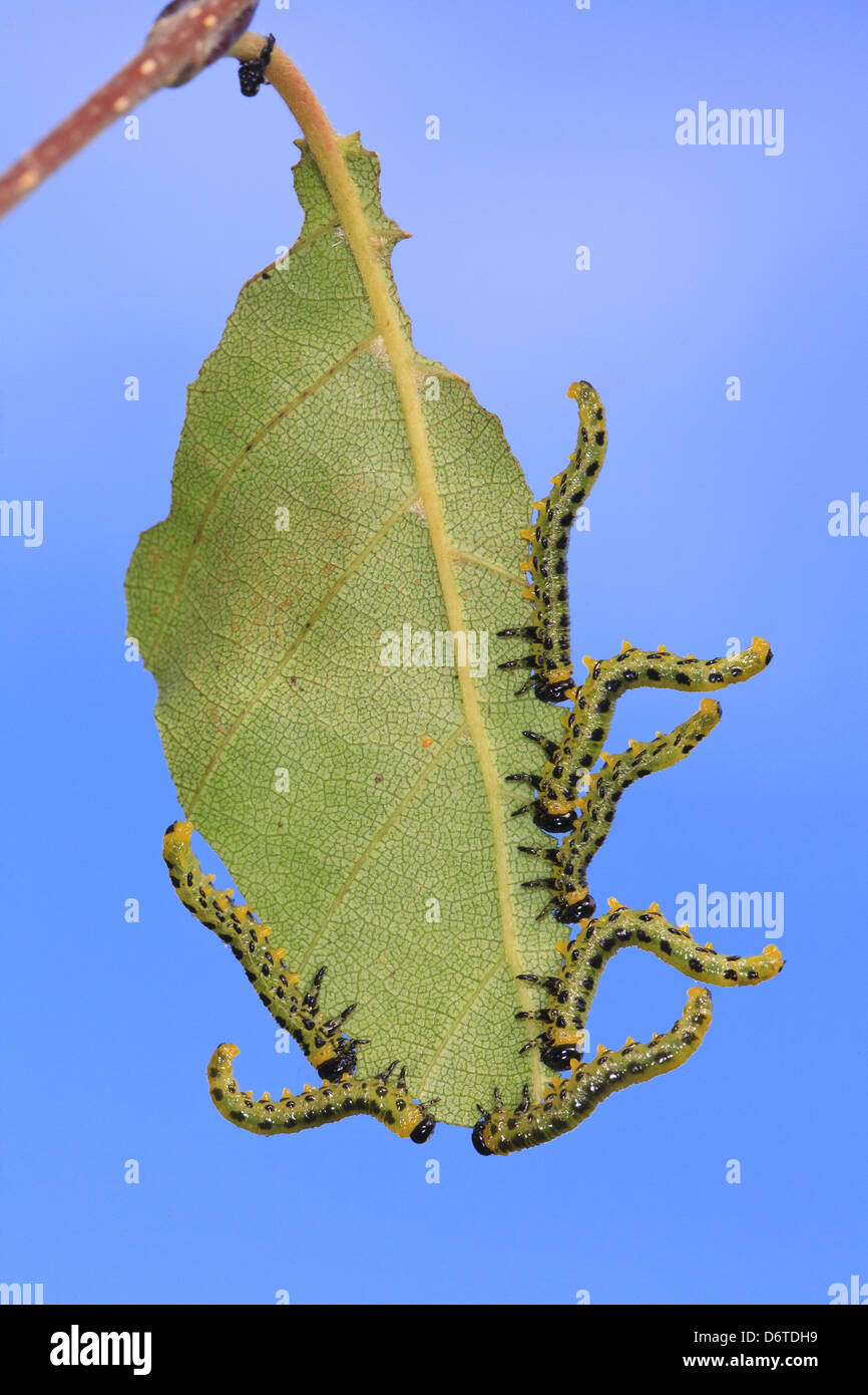 Birch Sawfly (Croesus septentrionalis) larvae, in defensive posture ...