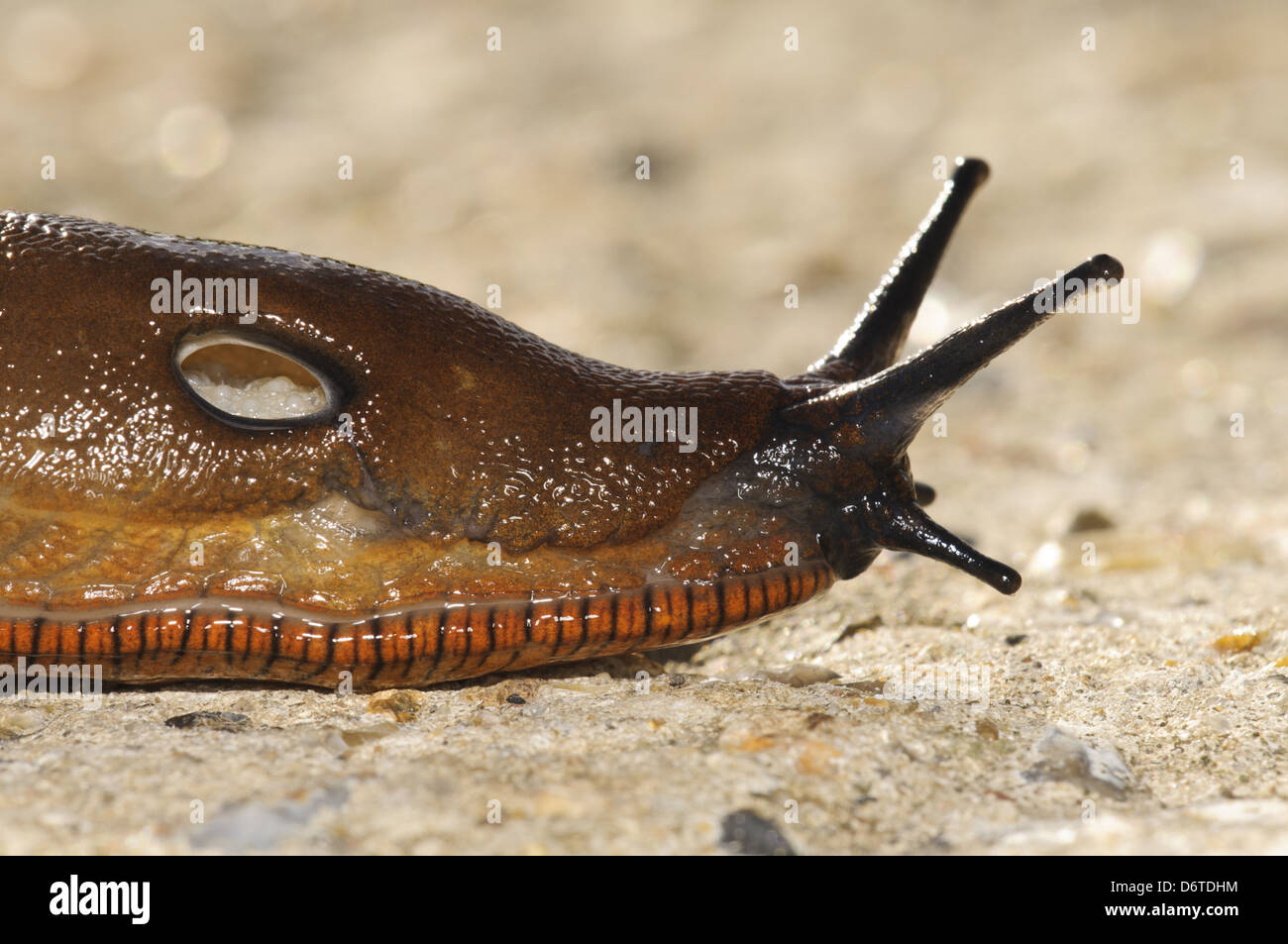 Red Slug Arion rufus adult close-up head showing pneumostome breathing ...