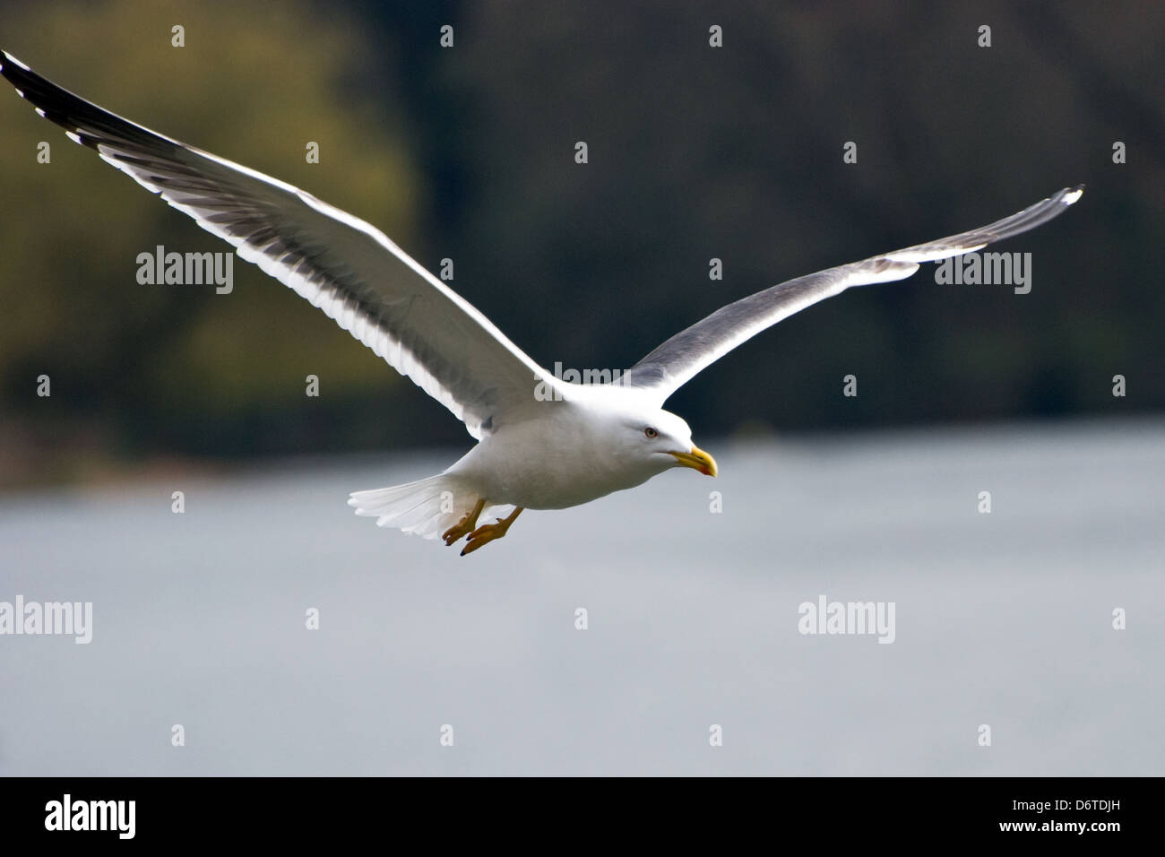 Lesser Black-Backed gull in flight Stock Photo - Alamy