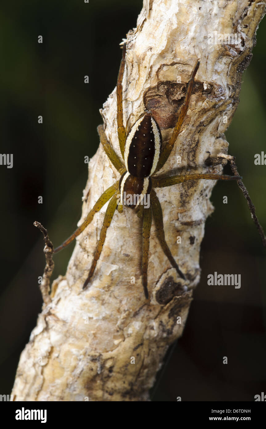 Raft Spider Dolomedes fimbriatus adult resting on birch twig Abernethy ...