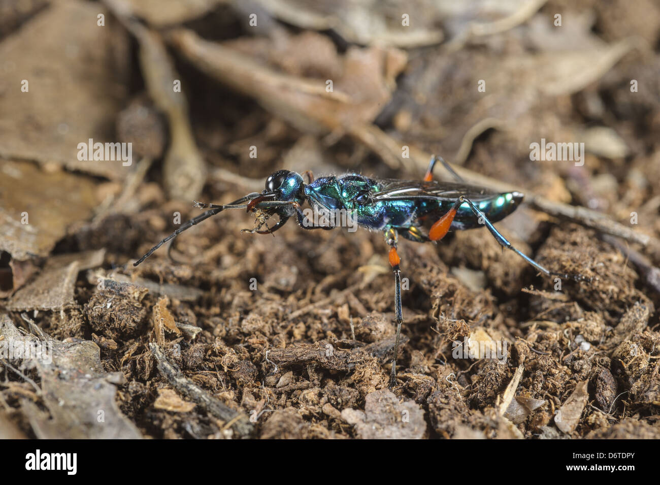 Emerald wasps hi-res stock photography and images - Alamy