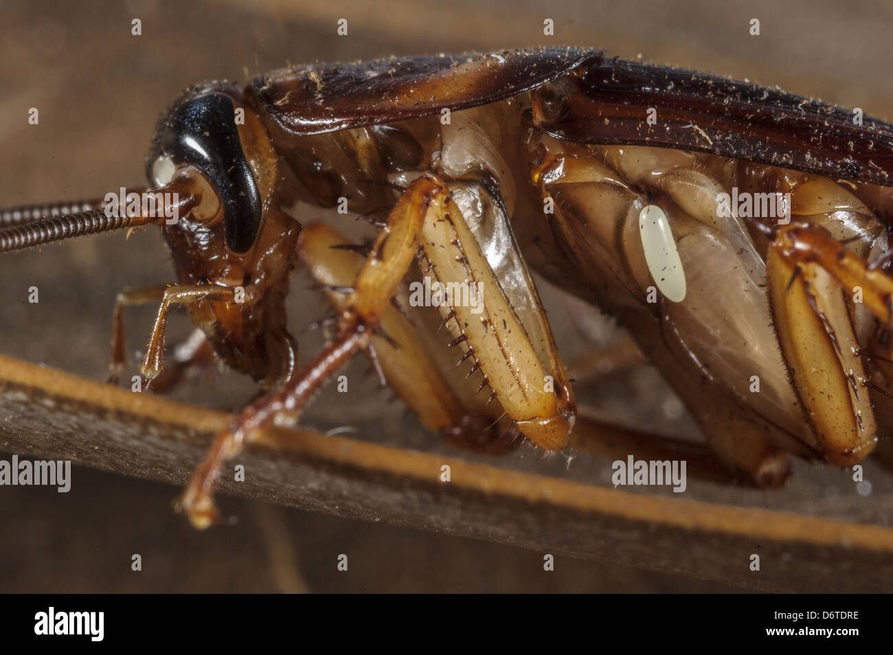 Emerald Cockroach Wasp Ampulex compressa egg just deposited on American ...