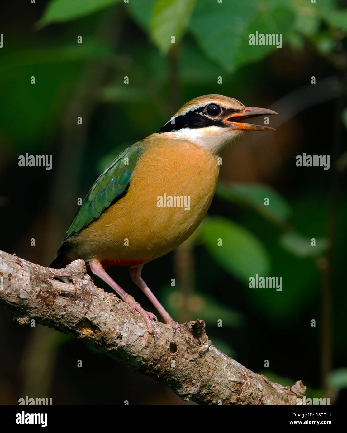 Indian pitta bird hi-res stock photography and images - Alamy