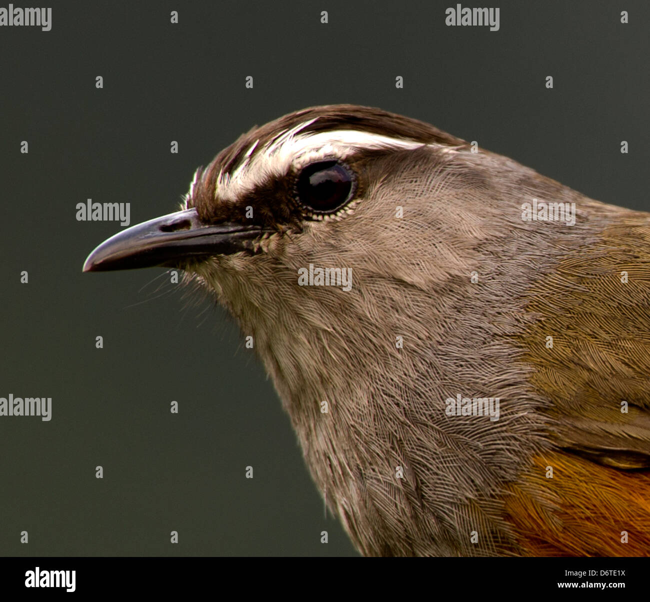 Kerala Laughing Thrush