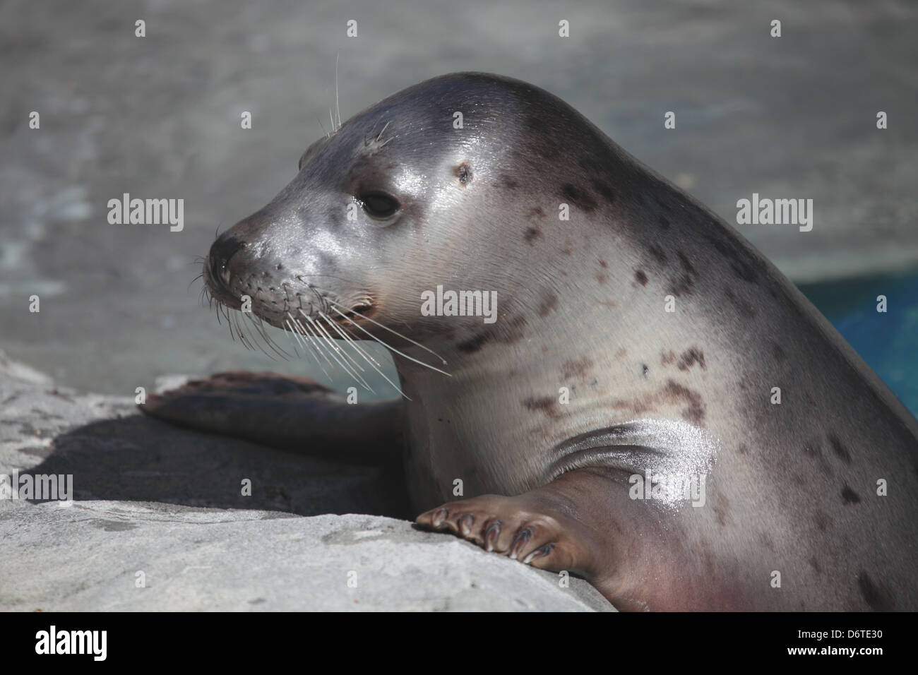 Cute seal picture hi-res stock photography and images - Alamy