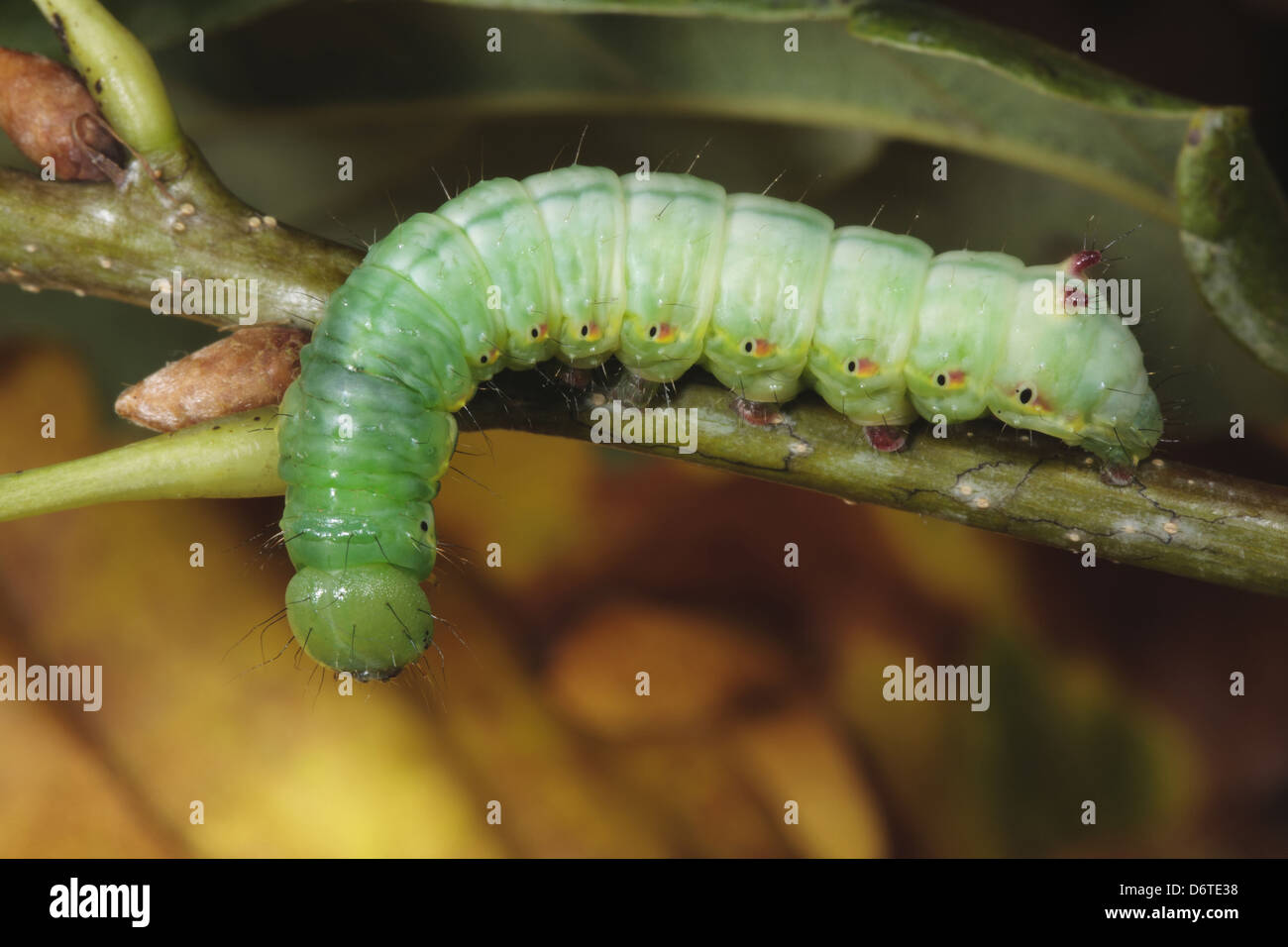 Coxcomb prominent moth caterpillar hi-res stock photography and images ...