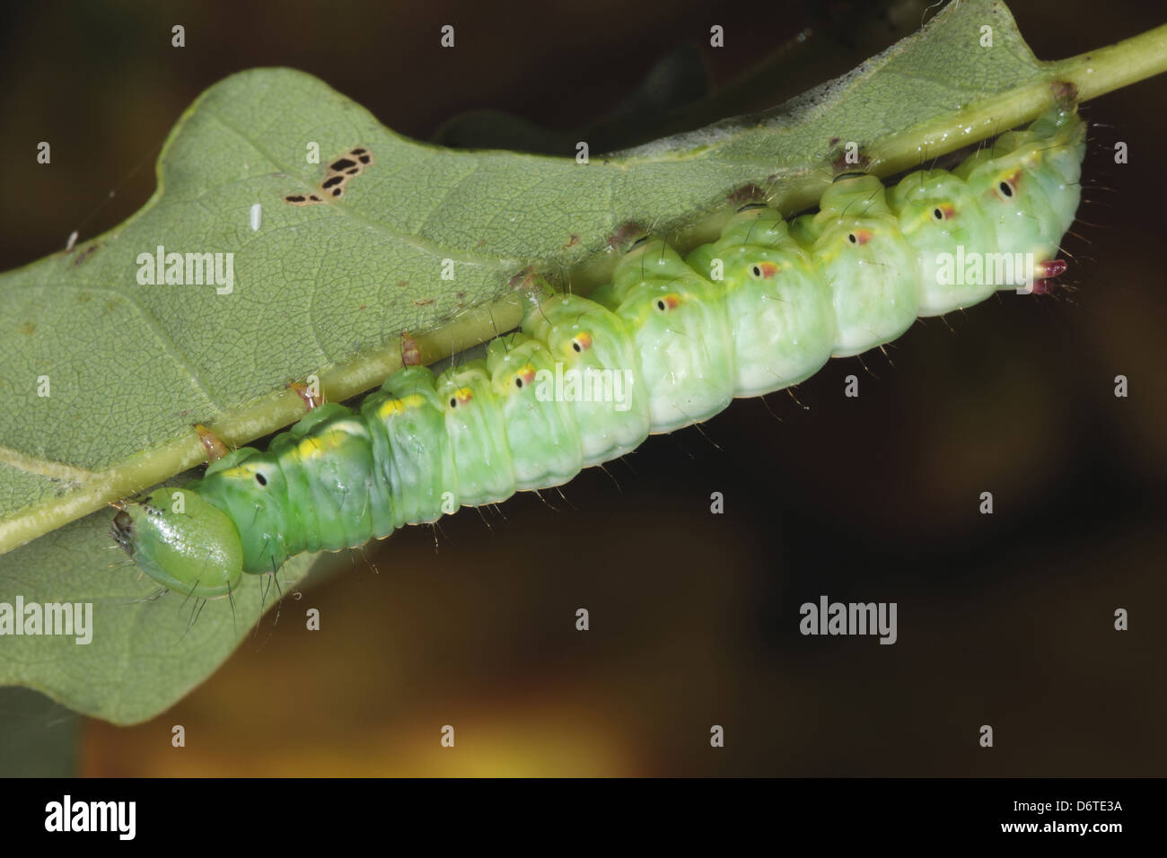 Coxcomb Prominent (Ptilodon capucina) full-grown larva, feeding on oak ...