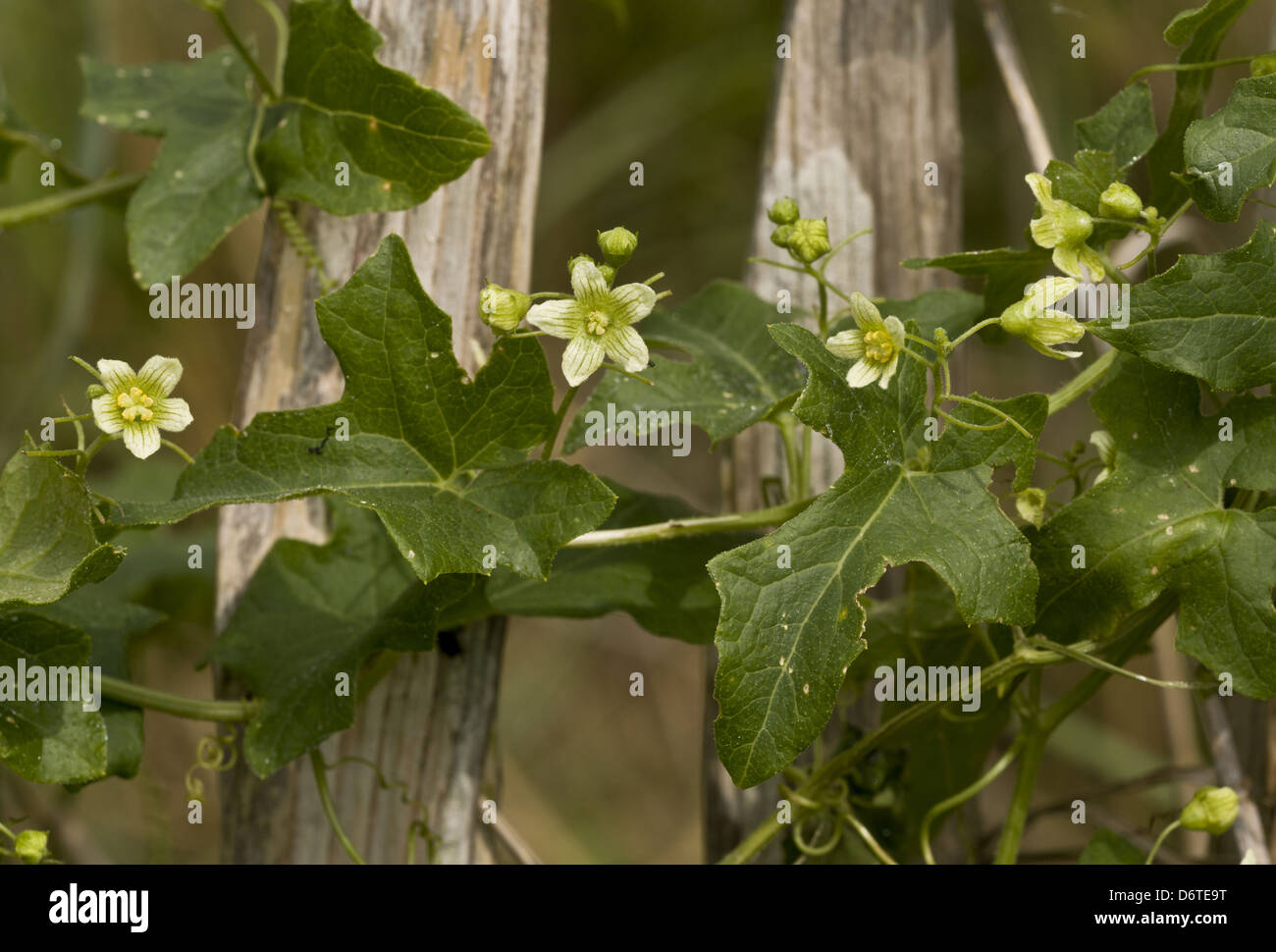 White bryony bryonia dioica hi-res stock photography and images - Alamy
