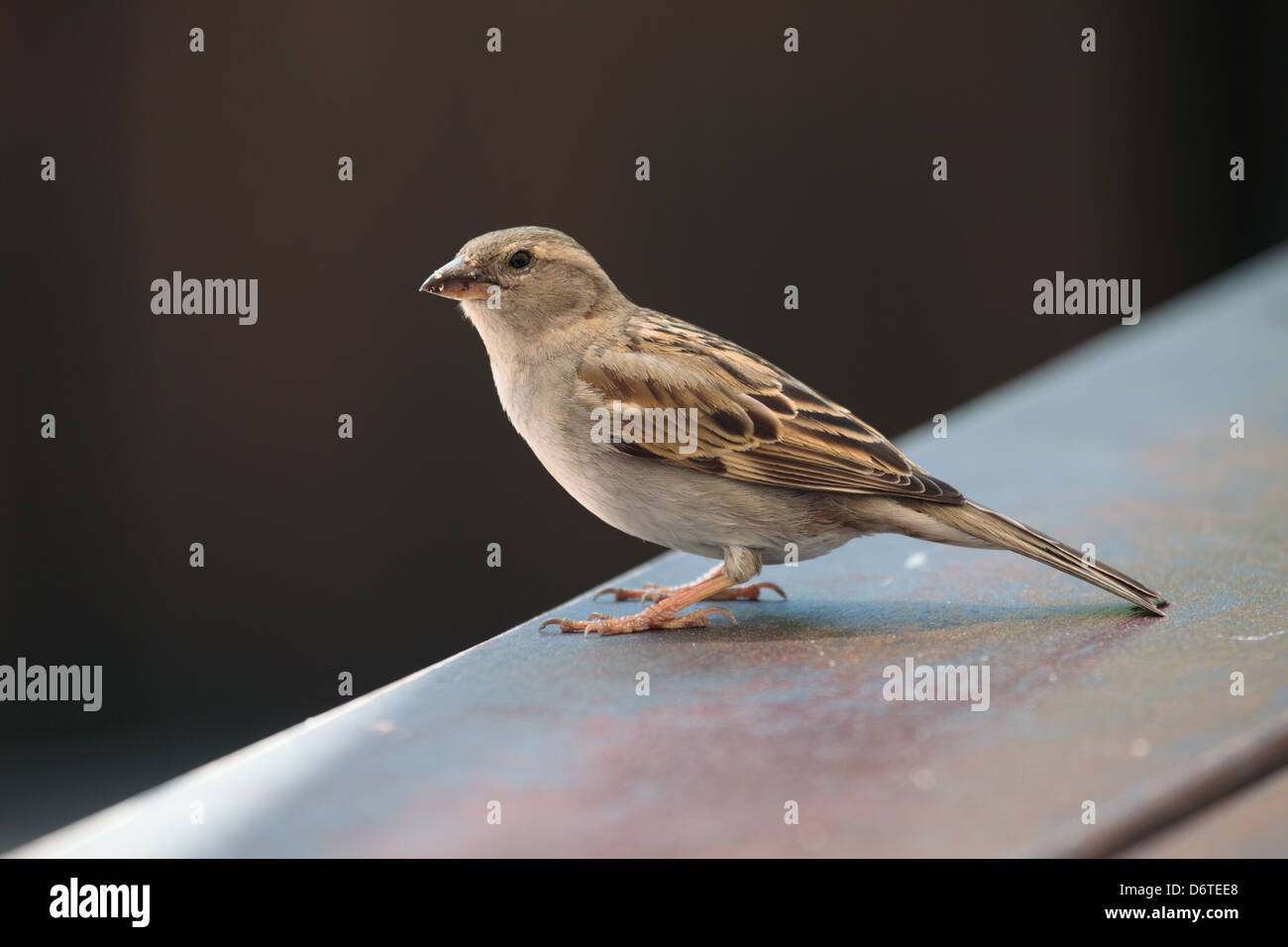 Picture of a beautiful female sparrow Stock Photo - Alamy