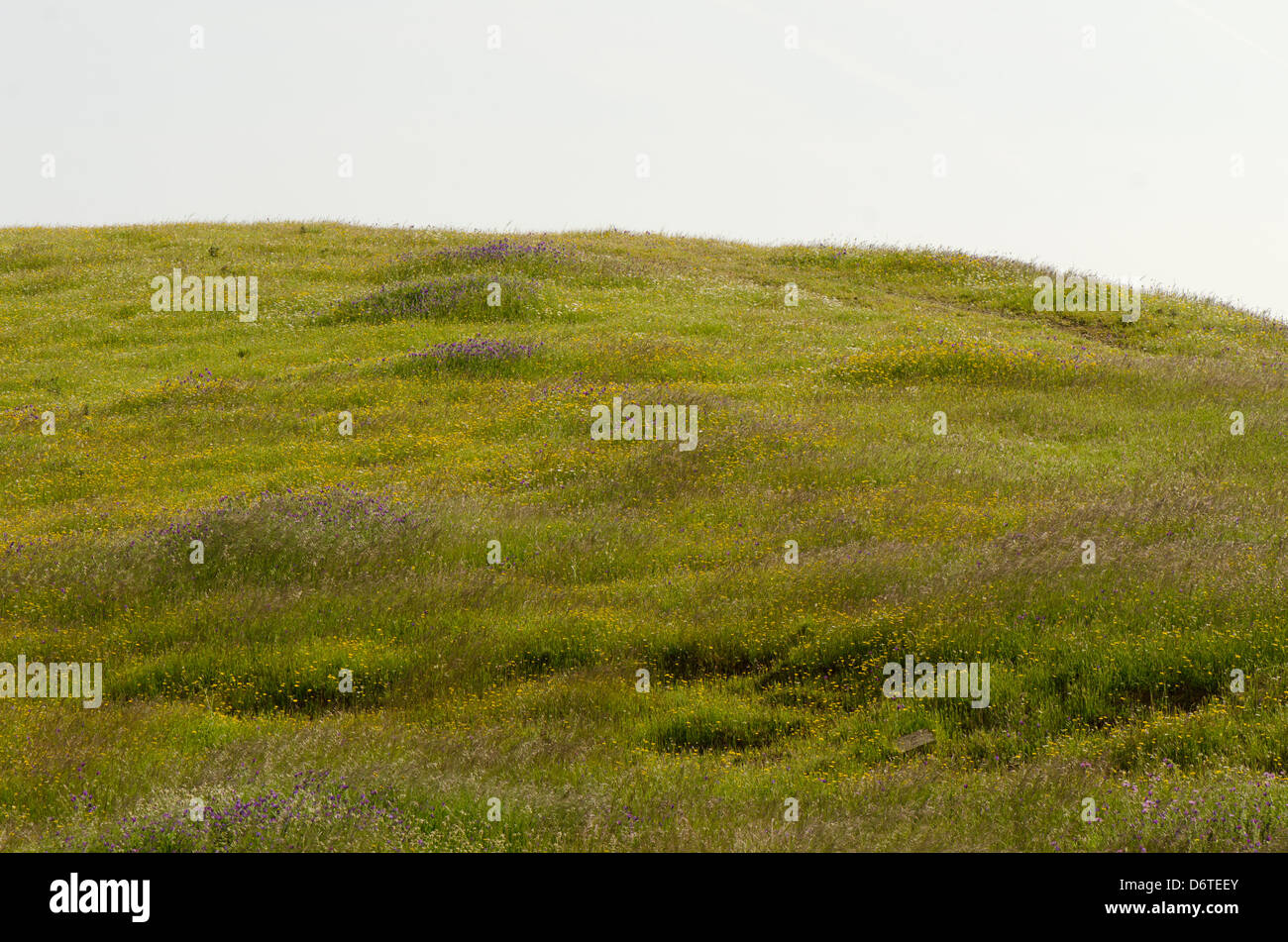 Grassy Field With Flowers