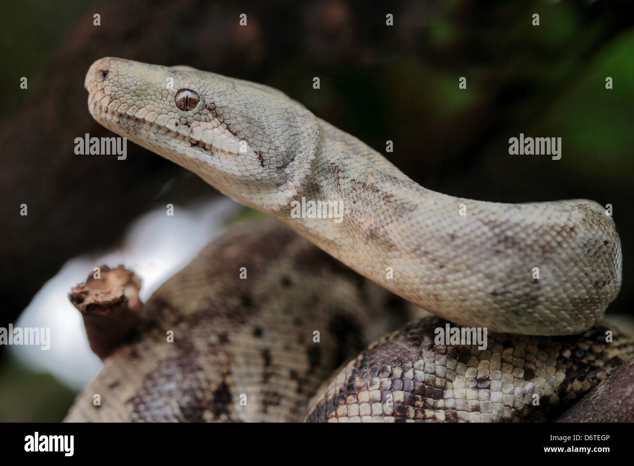 Picture of a beautiful boa hogg island Stock Photo - Alamy