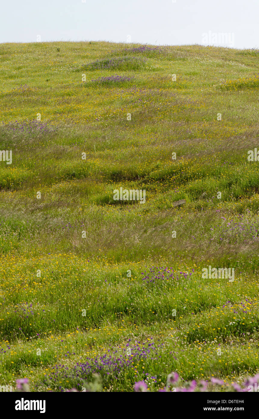 Rolling grass field with flowers Stock Photo - Alamy