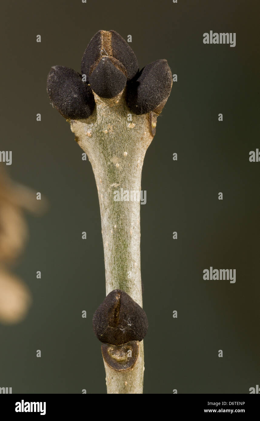 Common Ash (Fraxinus excelsior) close-up of twig with winter buds ...