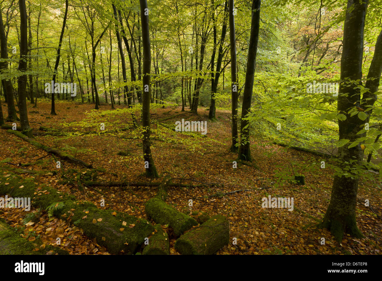 Common Beech (Fagus sylvatica) woodland habitat, East Lyn Valley, near ...
