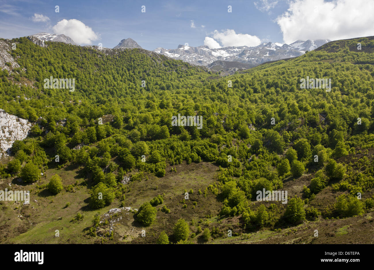 Common Beech (Fagus sylvatica) high altitude woodland habitat, near Tresviso, Picos de Europa ...