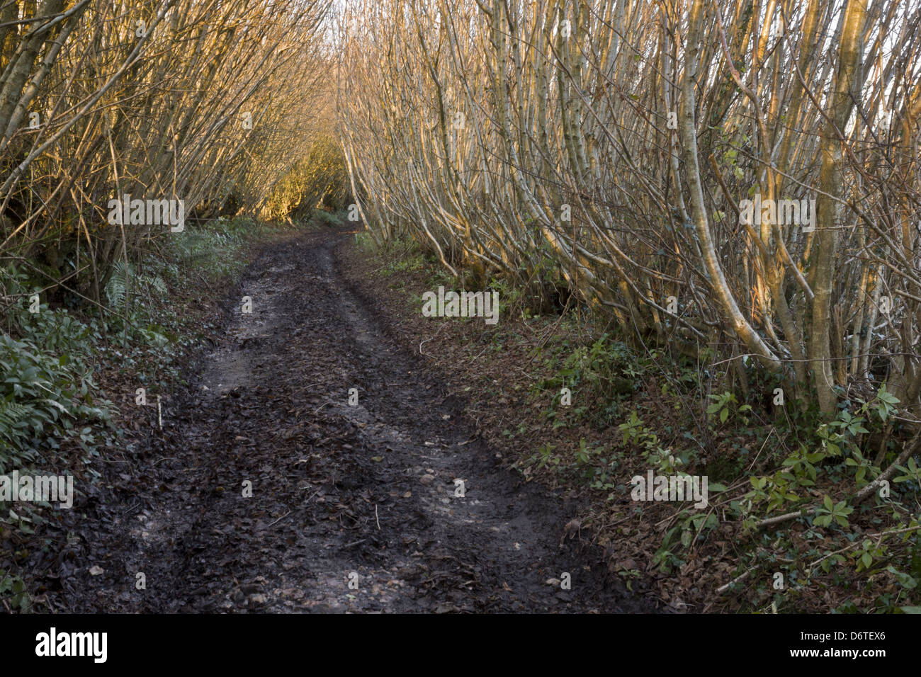 Common Hazel (Corylus avellana) coppice, growing beside old lane ...