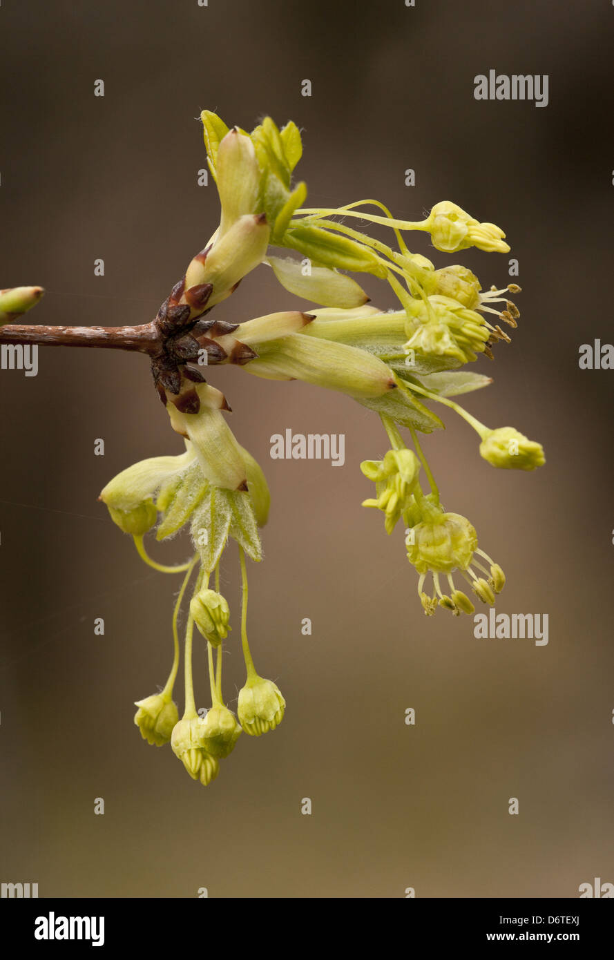 Montpelier Maple (Acer monspessulanum) close-up of flowers, Northern ...
