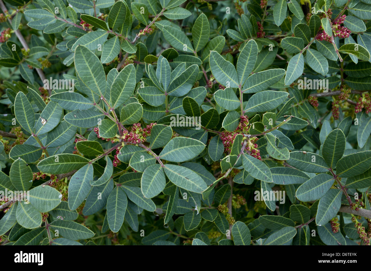 Mastic tree in greece hi-res stock photography and images - Alamy
