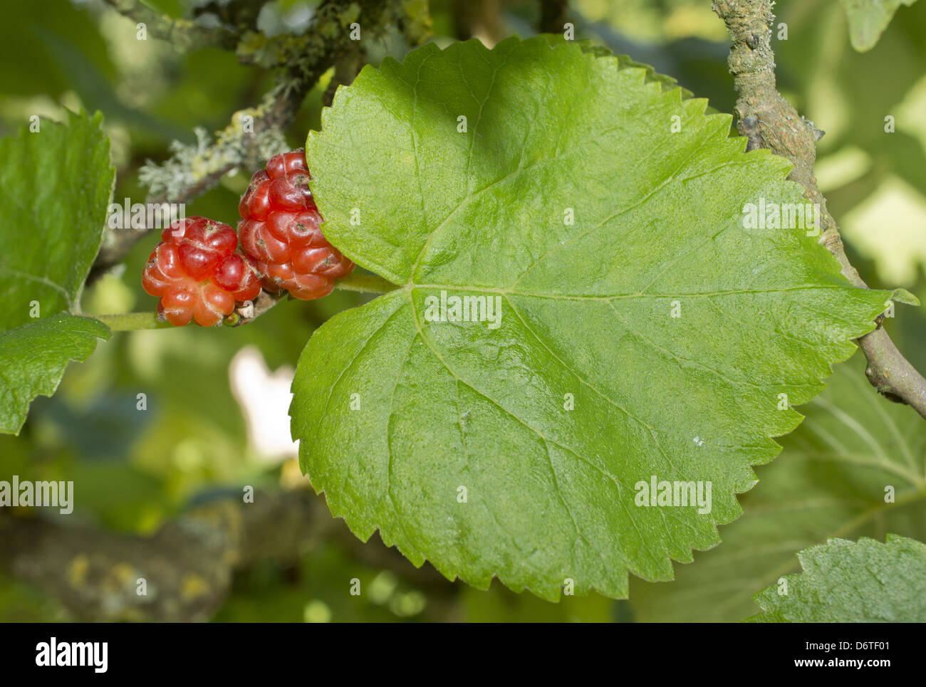 Black Mulberry (Morus nigra) close-up leaf and ripe fruit, September ...