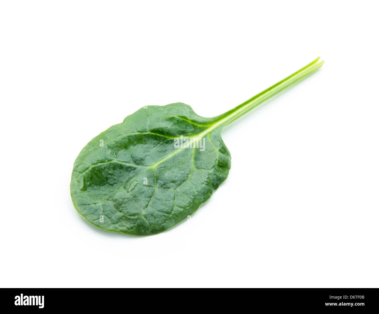 fresh spinach leaf isolated on white background Stock Photo - Alamy
