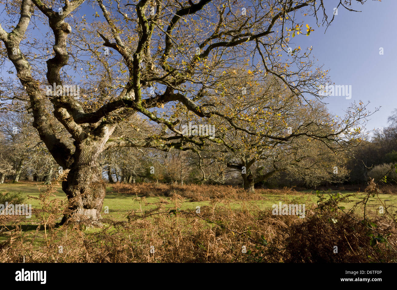 Common Oak (Quercus robur) habit, mature trees in grazed grassland ...