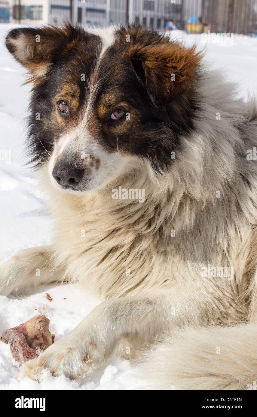 What Is A Multi Colored Dog Called