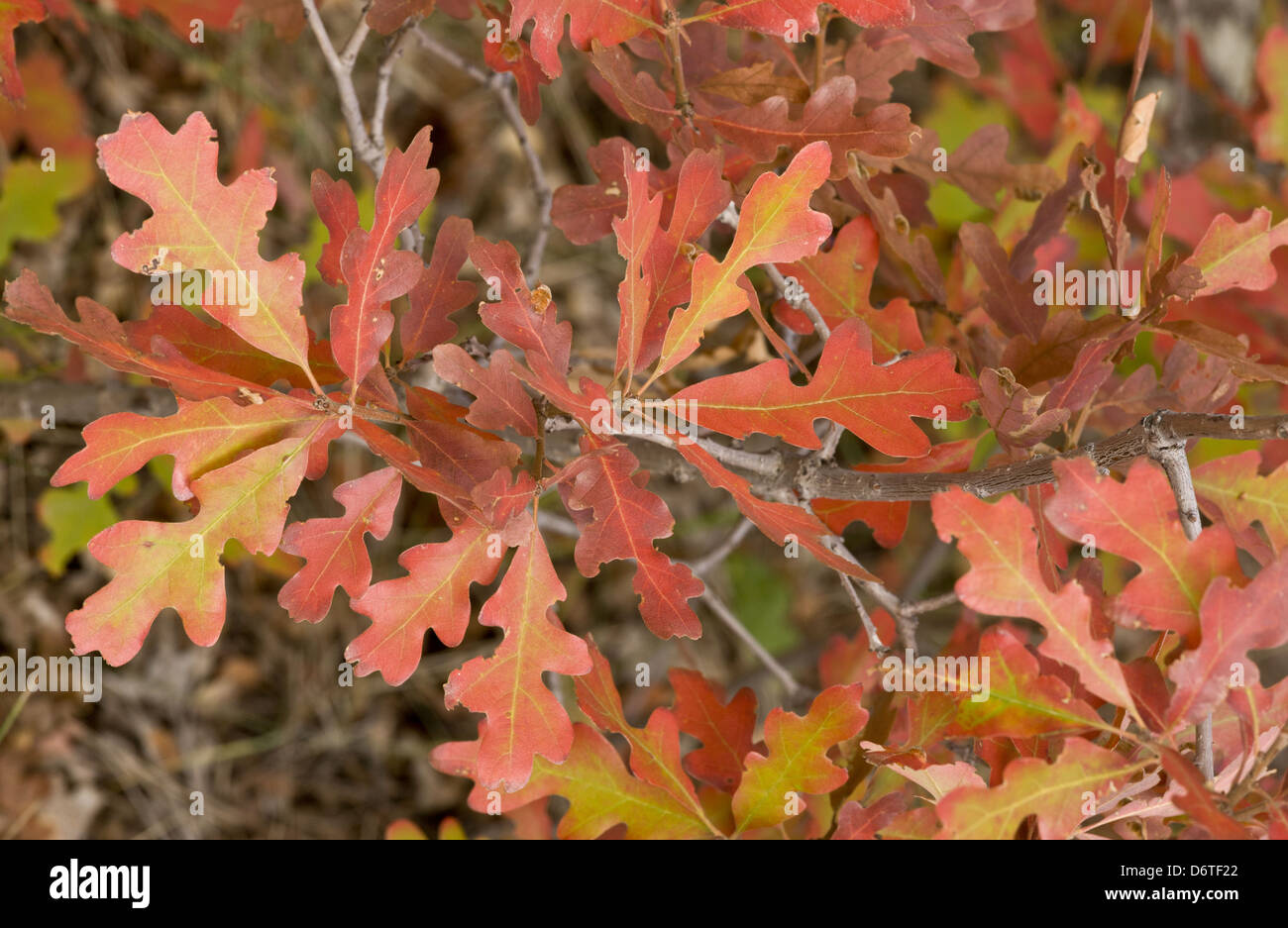 Gambel Oak (Quercus gambelii) close-up of leaves in autumn colour, Utah ...