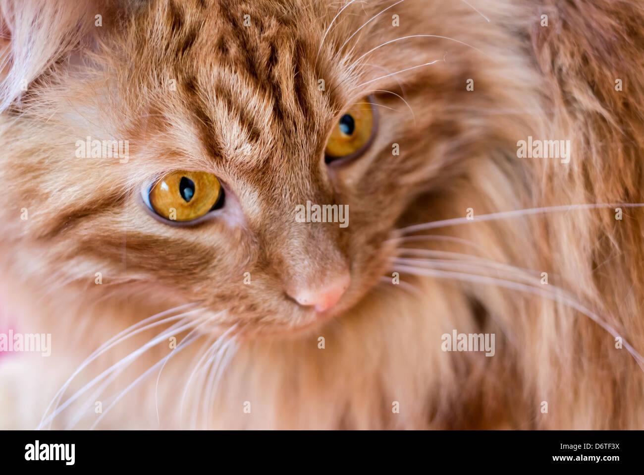 Red cat with huge yellow eyes close up with a small depth of field ...