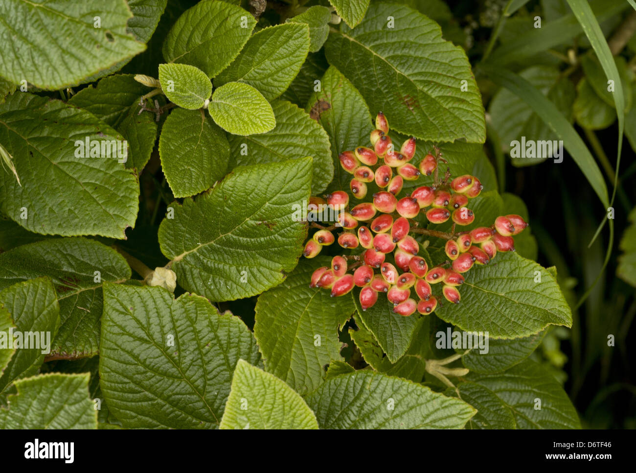 Wayfaring Tree (Viburnum lantana) close-up of leaves and fruit, growing ...
