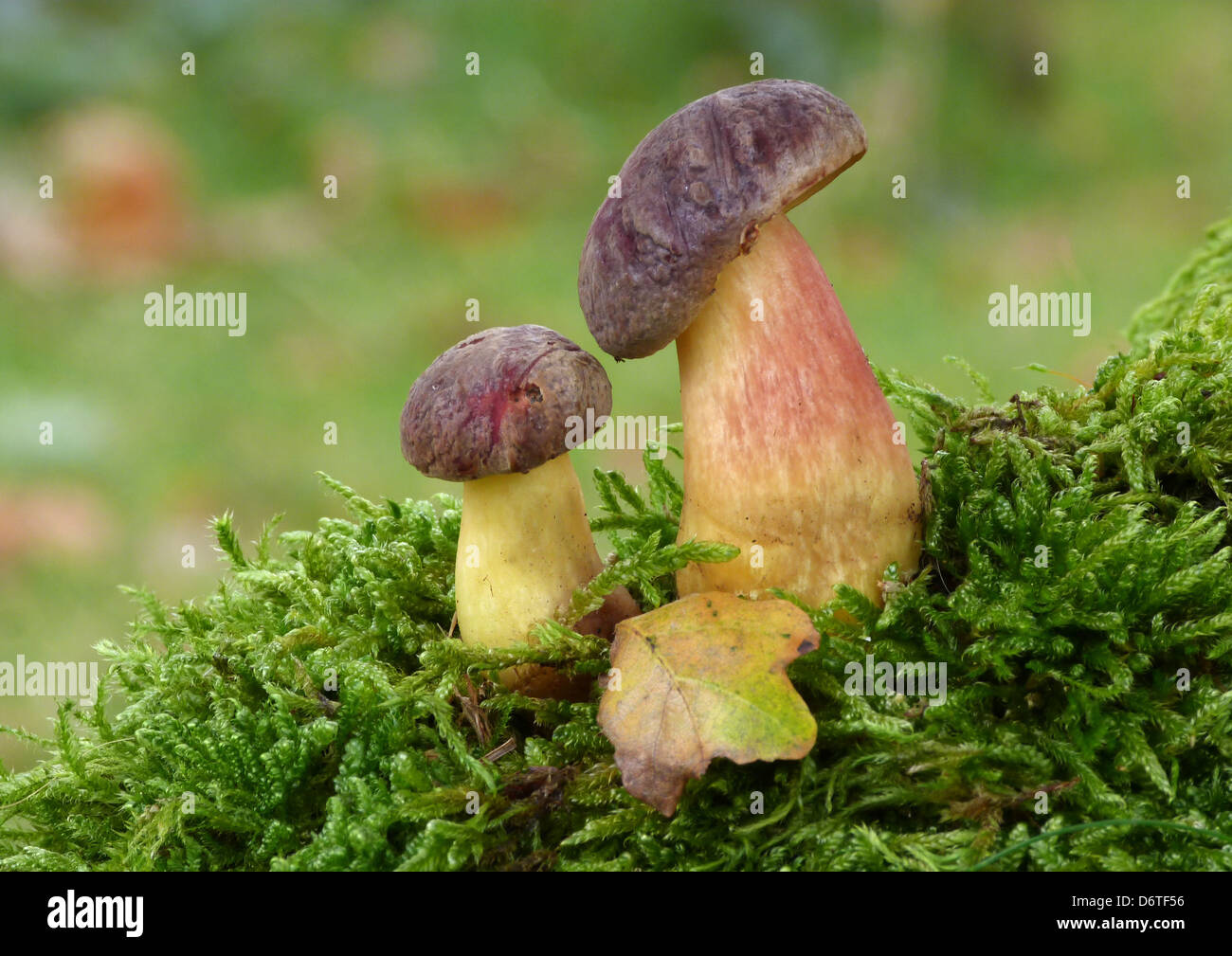 Red-cracked Bolete Boletus chrysenteron fruiting bodies early stage ...