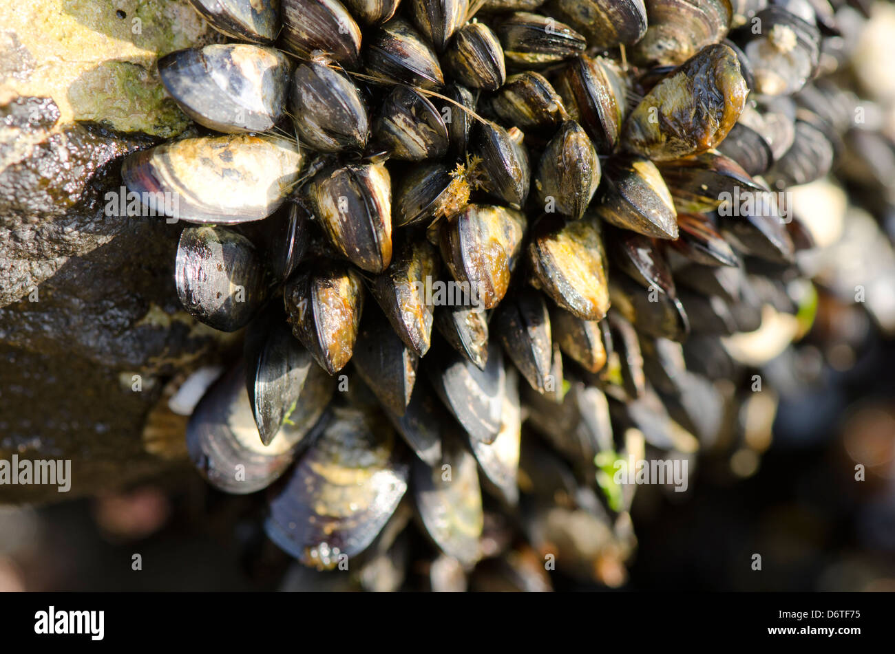 Mediterranean sea shells hi-res stock photography and images - Alamy