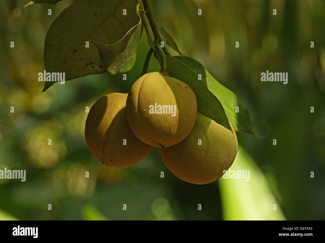 Golden Apple Spondias dulcis close-up fruit growing on tree Fond Doux ...